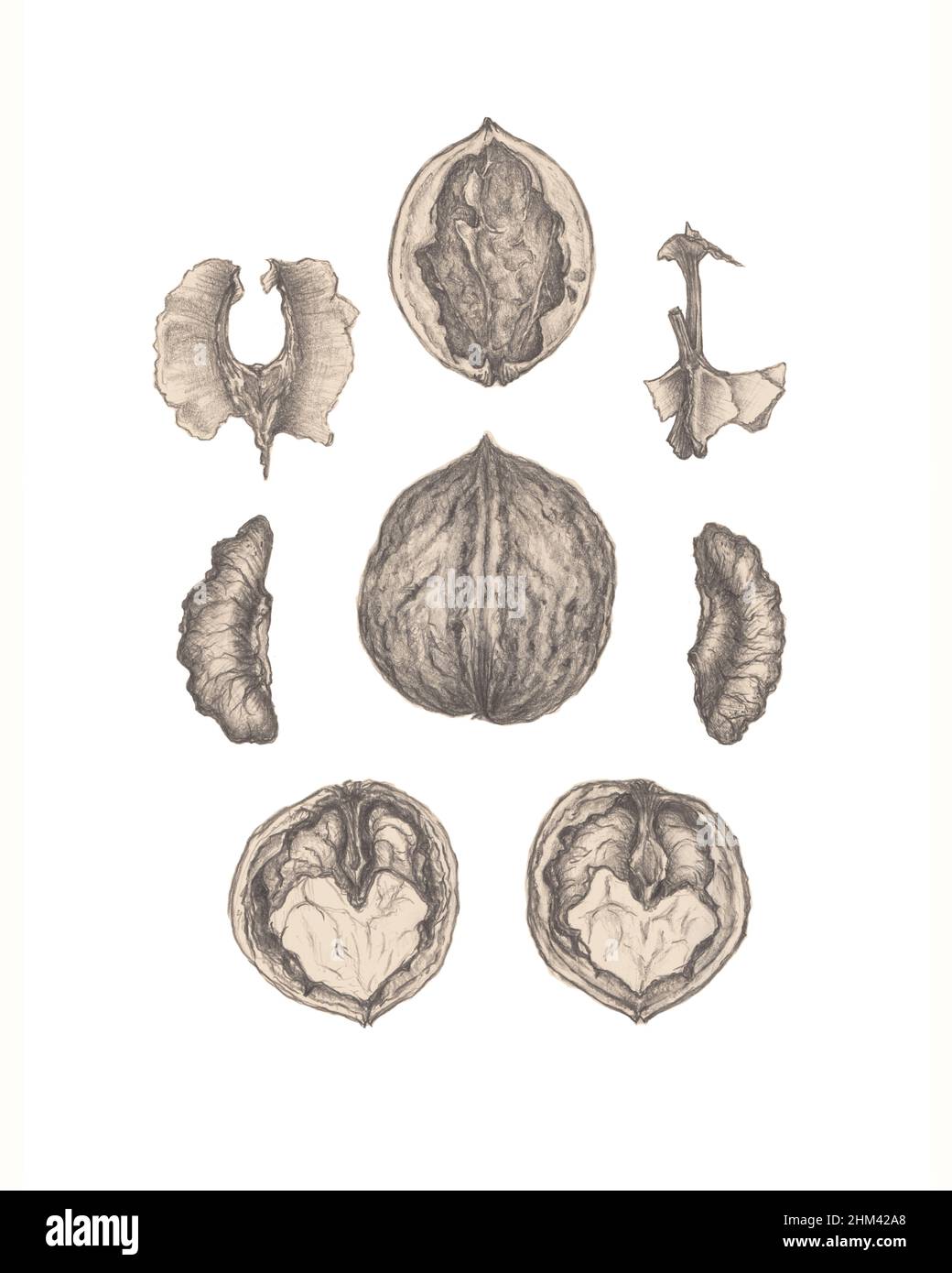 Pencil sketch fruit hi-res stock photography and images - Alamy