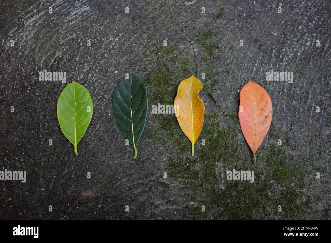Nature four seasons and life cycle stages concept. Spring, summer ...