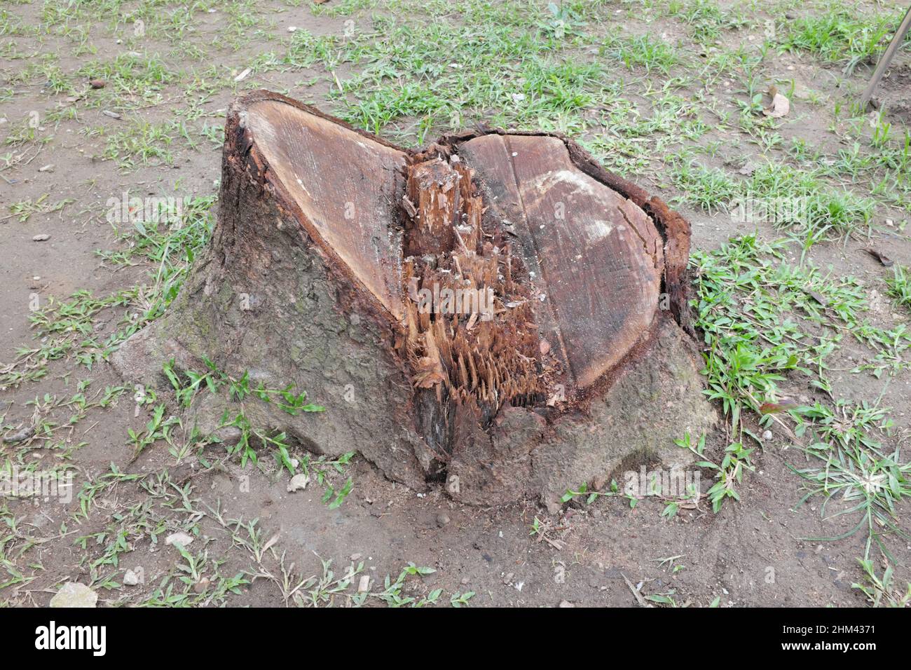 Closeup of a mango tree stump Stock Photo - Alamy