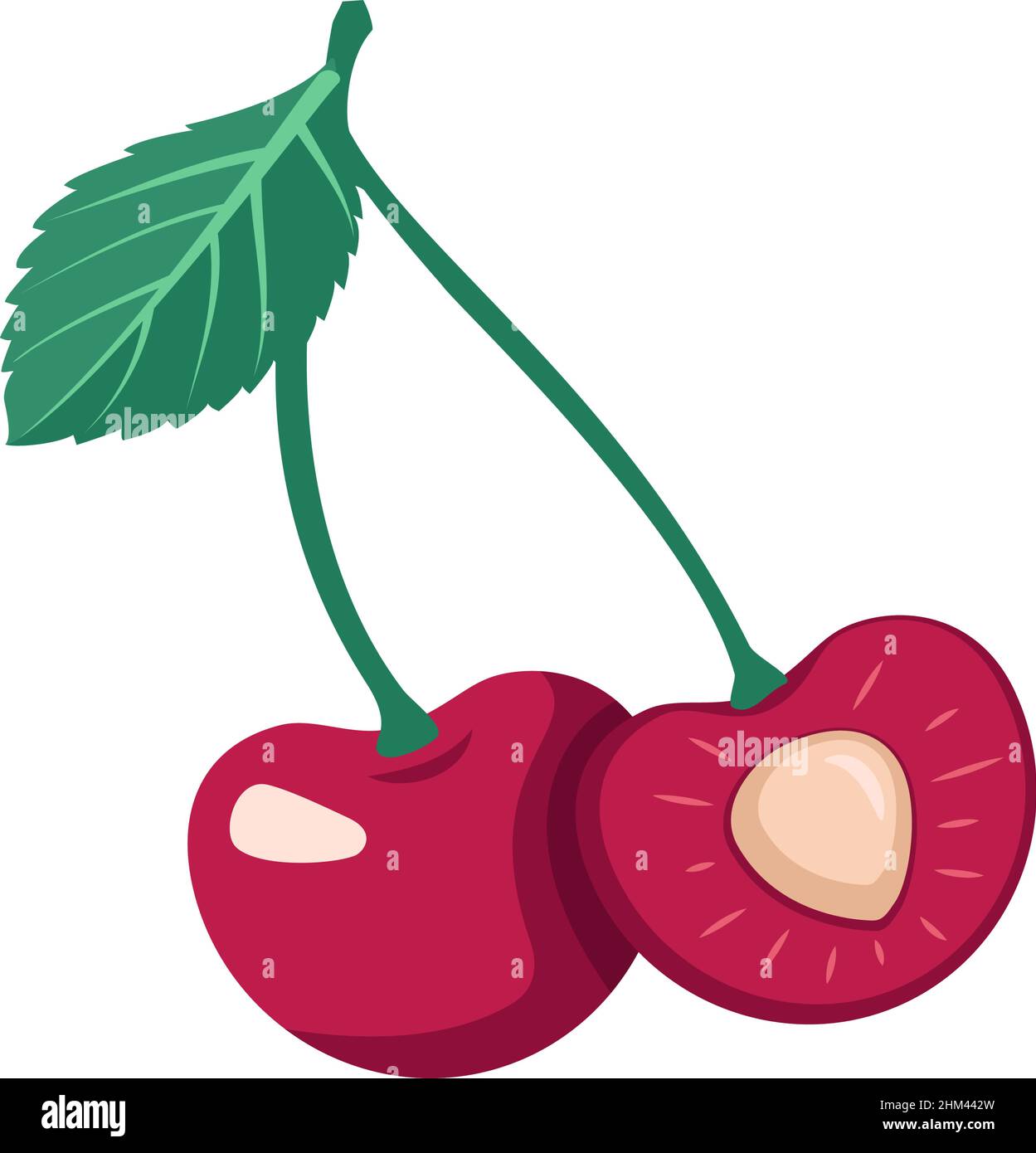 Whole and half with bone cherry on branch. Bright modern berry with ...