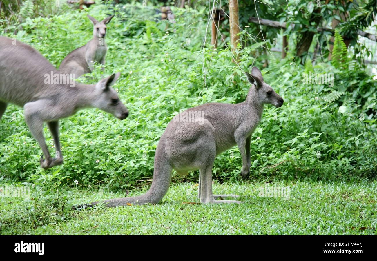 Three large kangaroos walking and crouching in the green grass Stock ...