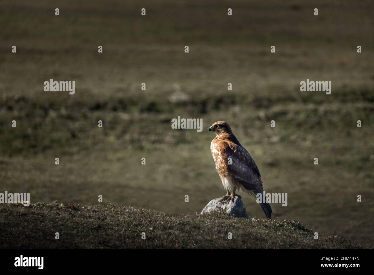 Nature scenery of a hawk stunting on a big stone Stock Photo - Alamy