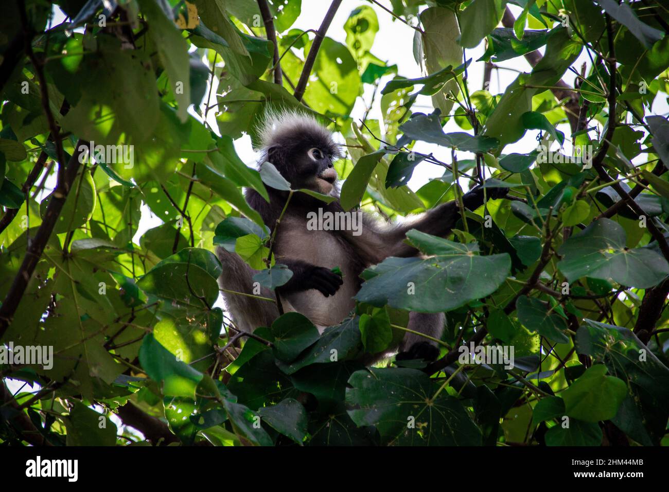 Monkey in tree top Stock Photo - Alamy