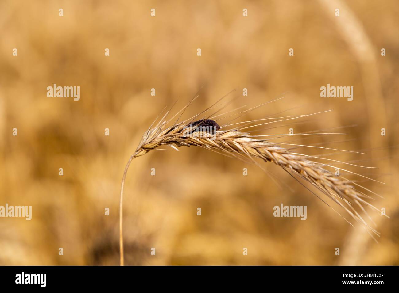 Ergot fungus hi-res stock photography and images - Alamy