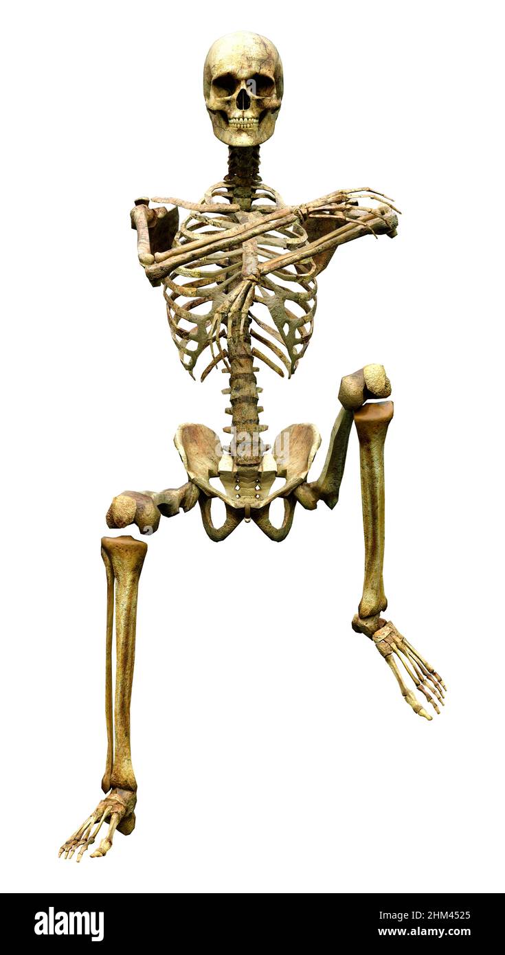 3D rendering of a human skeleton isolated on white background Stock ...