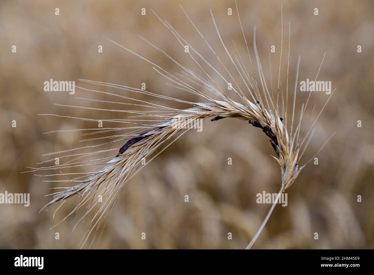 Ergot of rye hi-res stock photography and images - Alamy