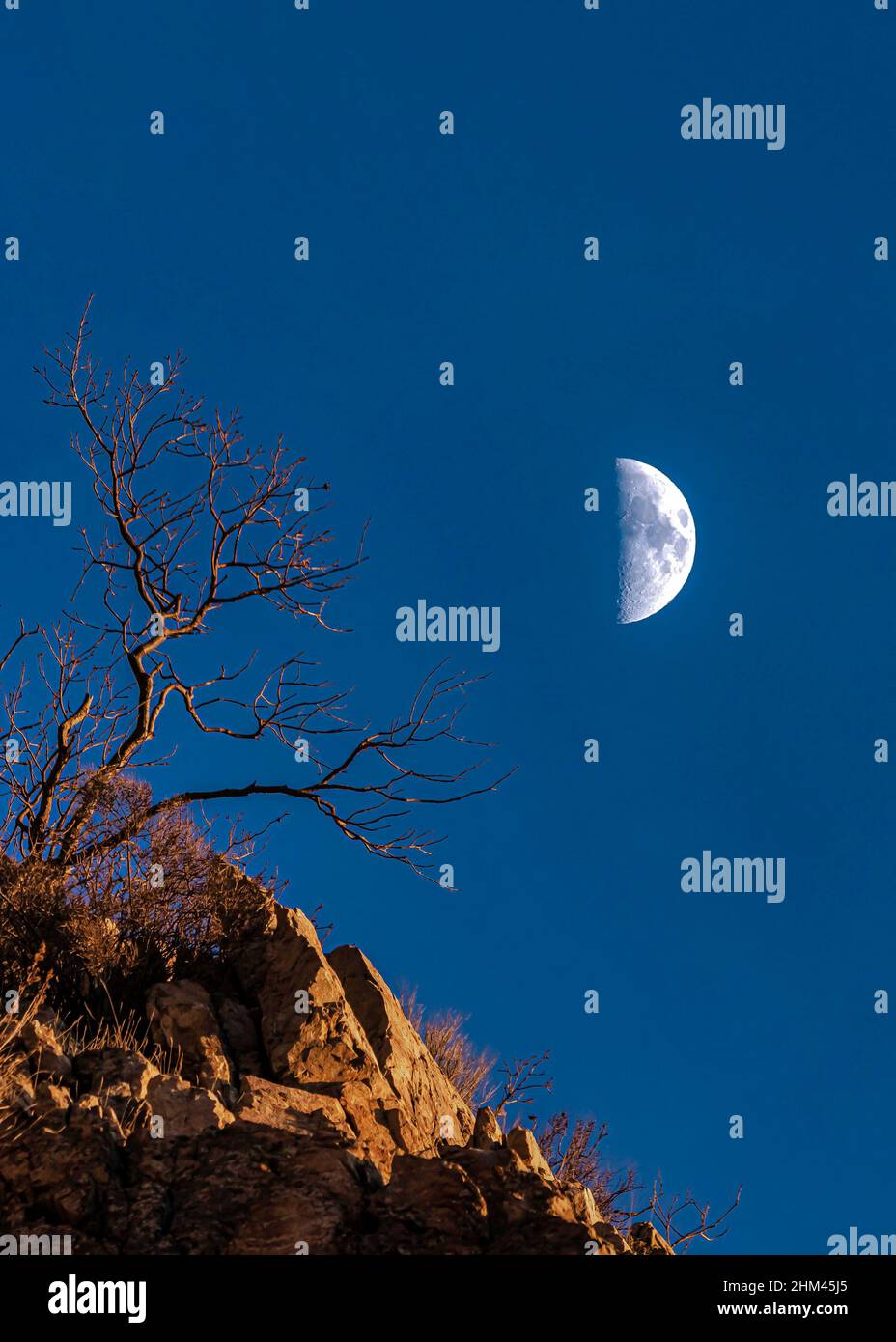 Vertical Half moon and its craters against the midnight blue sky at ...