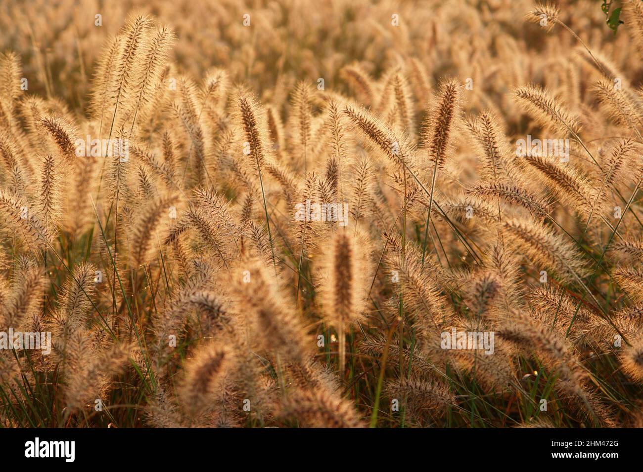 Yellow bristlegrass hi-res stock photography and images - Alamy