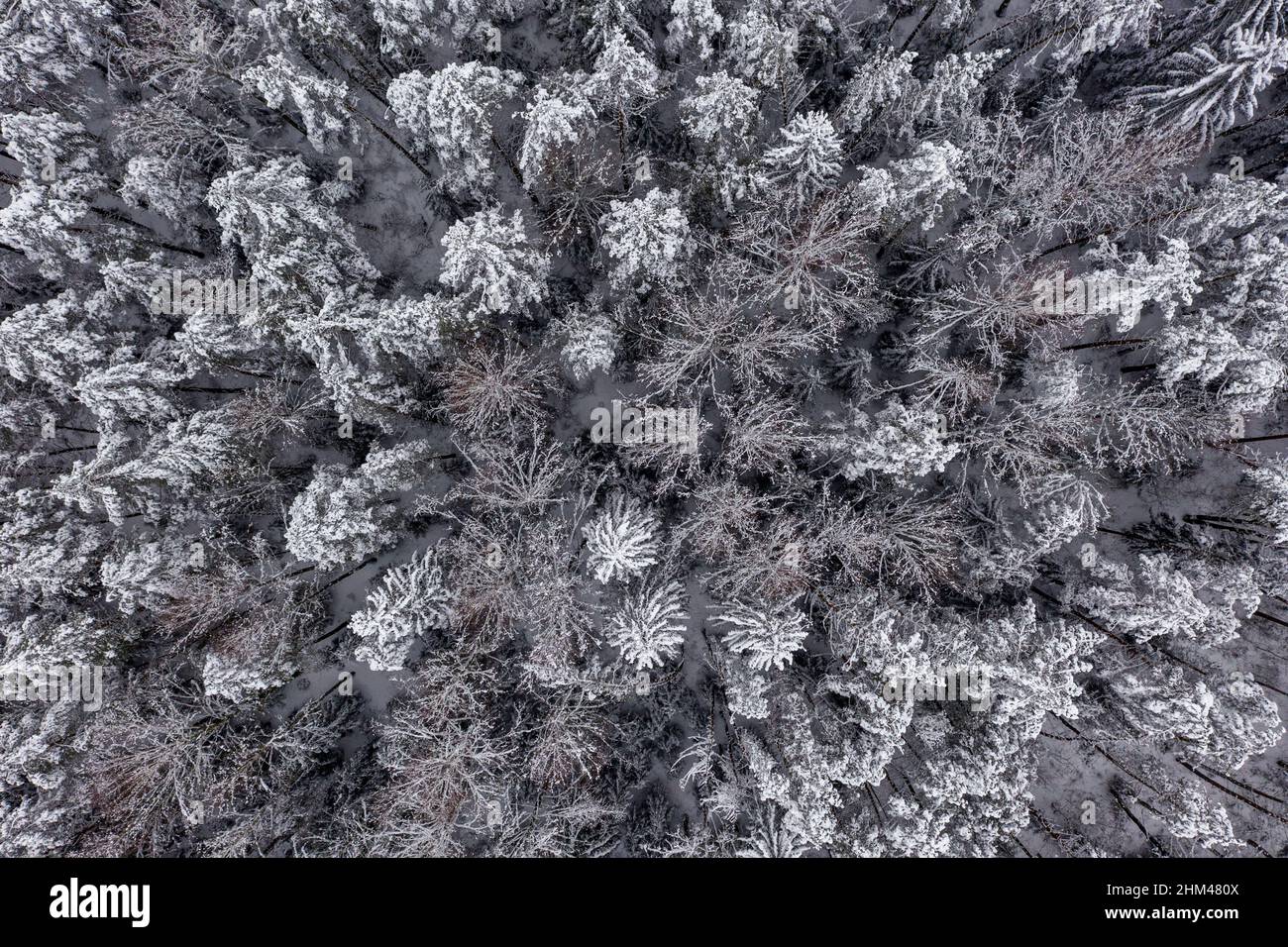 Heavy frost in tree tops hi-res stock photography and images - Alamy