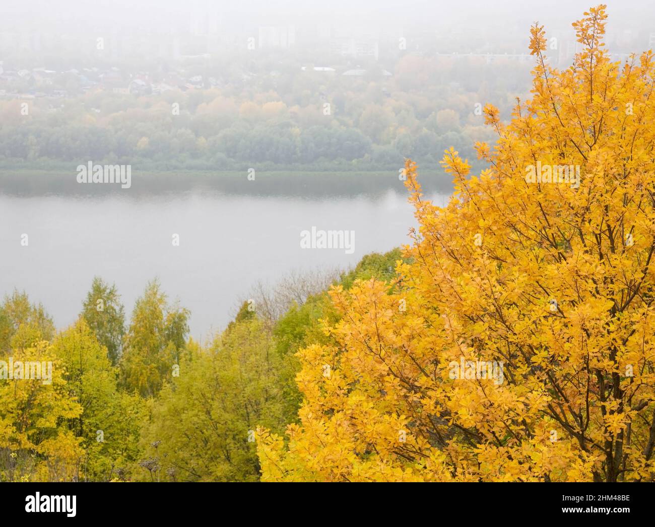 A young oak tree with yellow autumn leaves and a view of the Oka River ...