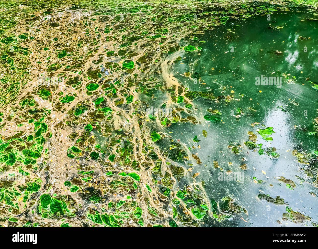 Background texture pattern of algea forming thick layer on water ...