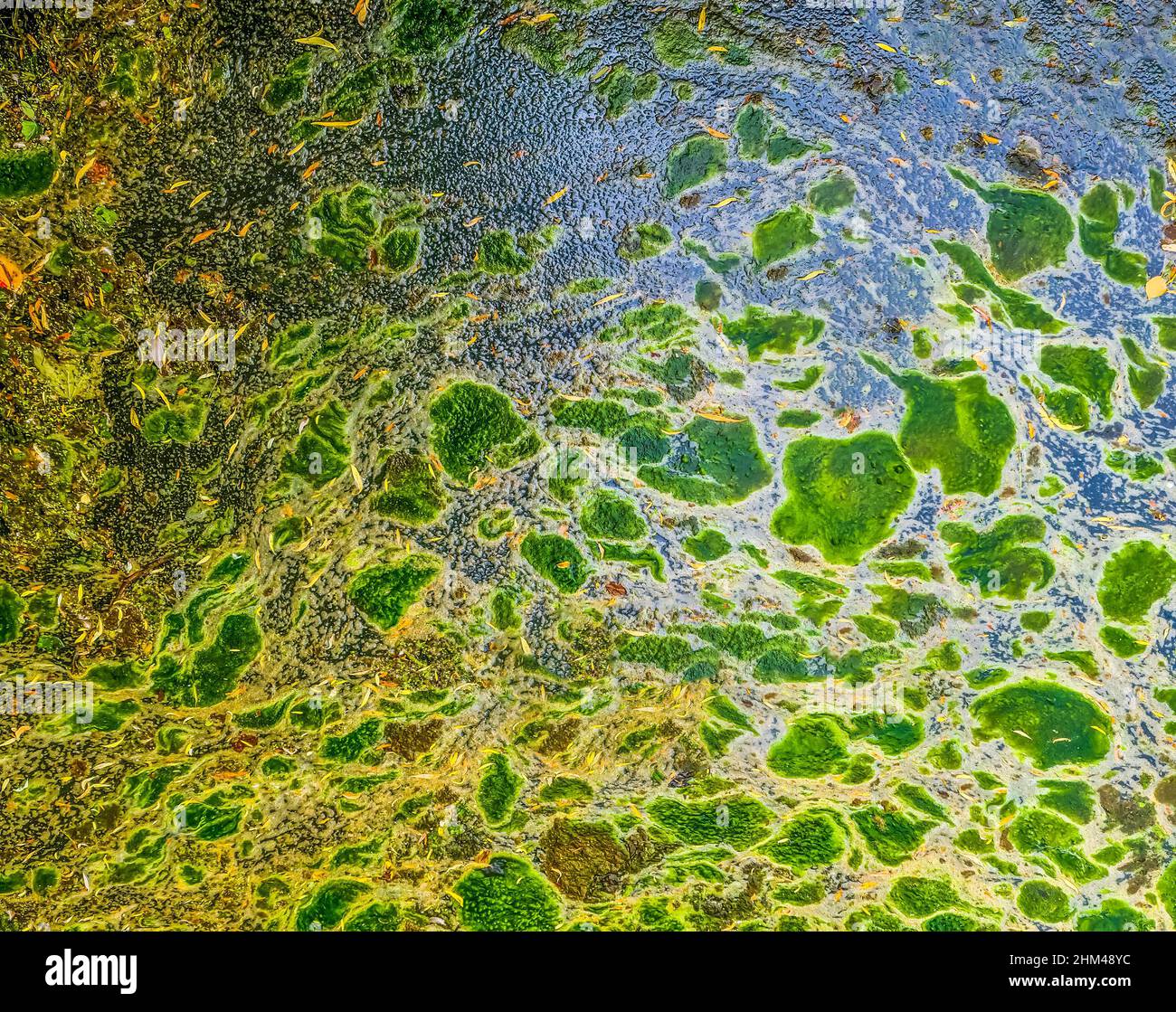 Background texture pattern of algea forming thick layer on water ...