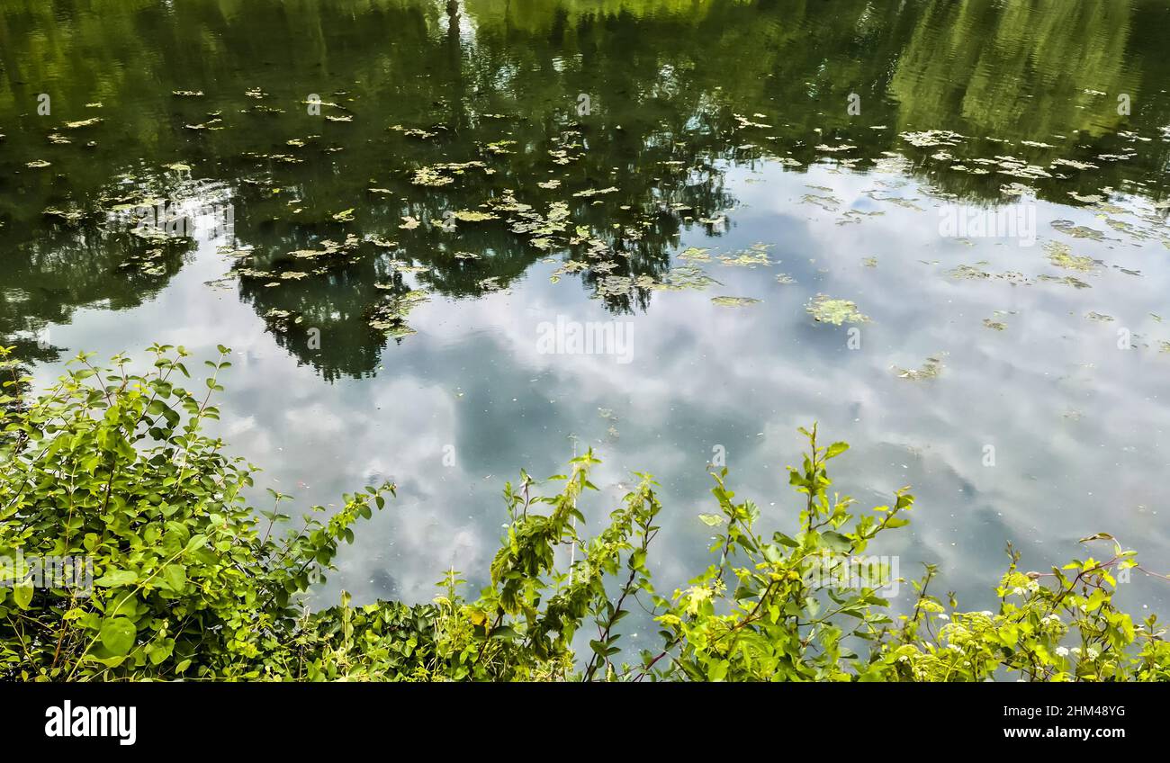 Swamp bacteria hi-res stock photography and images - Alamy