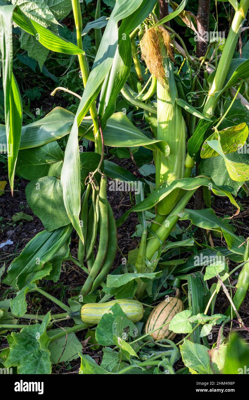 Three sisters method of growing corn (maize), beans and squash as ...