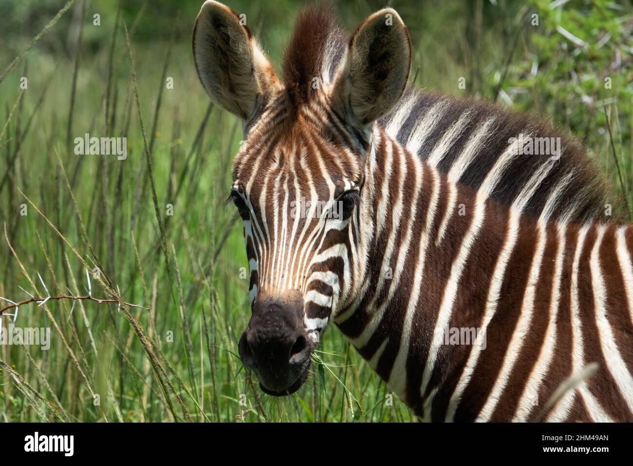 Close-up of plains zebra foal Stock Photo - Alamy