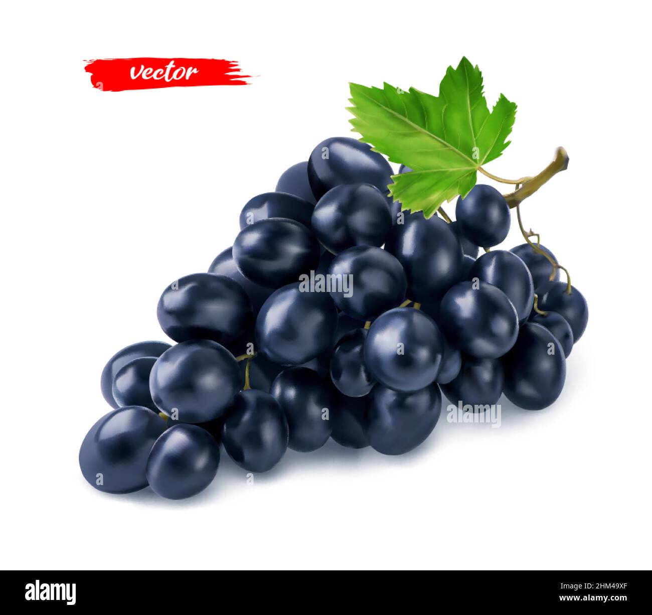 Black grape with grape leaf isolated on white. Realistic vector ...