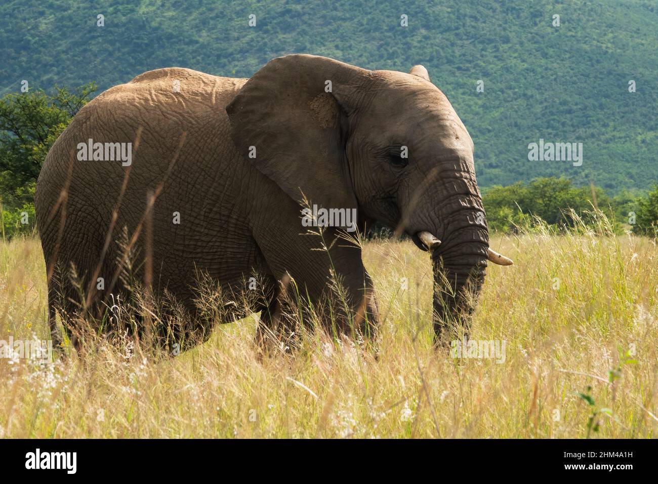Adolescent elephant hi-res stock photography and images - Alamy