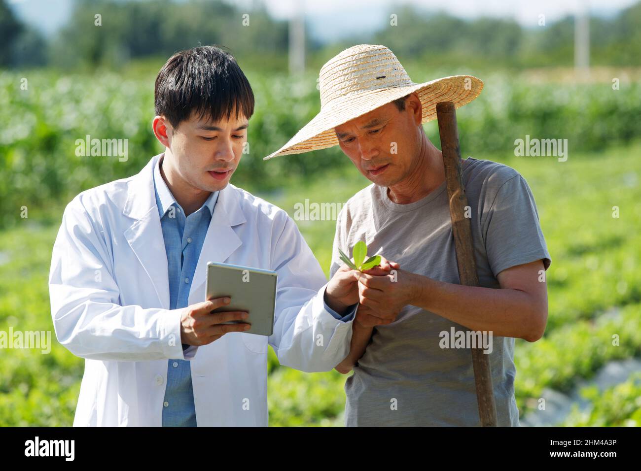Researchers and farmers communication technology in the vegetable ...