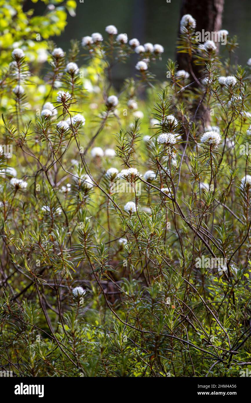 Swamp plant with flowers hi-res stock photography and images - Alamy
