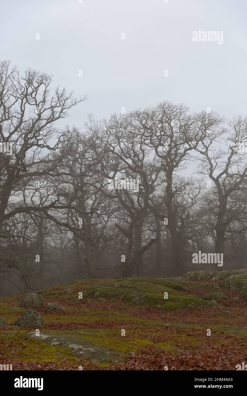 Oak trees in a misty deer park in Mariefred, Sweden Stock Photo - Alamy
