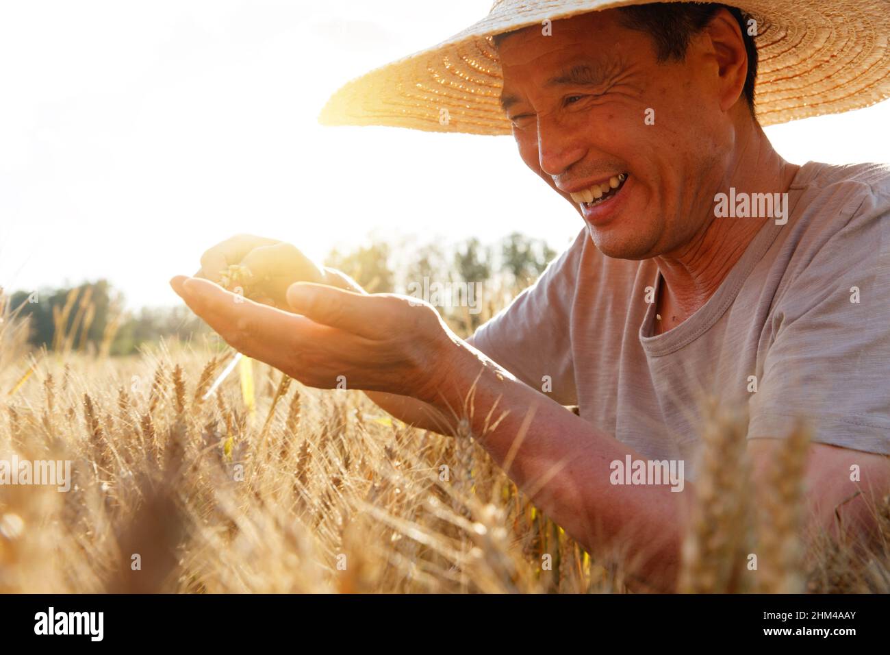 Crop of hands hold rice farmers Stock Photo - Alamy