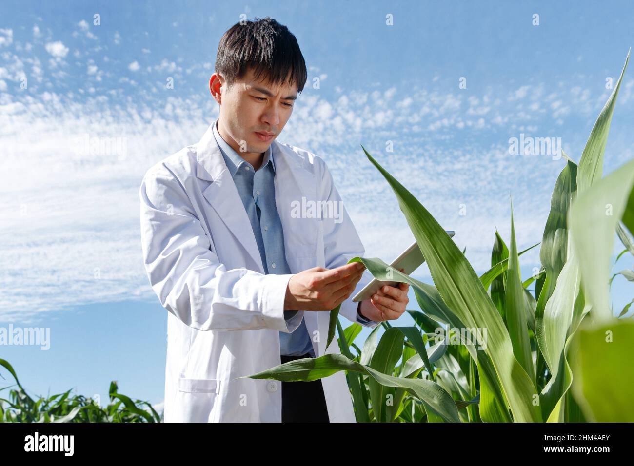 Researchers to study in the corn field Stock Photo - Alamy
