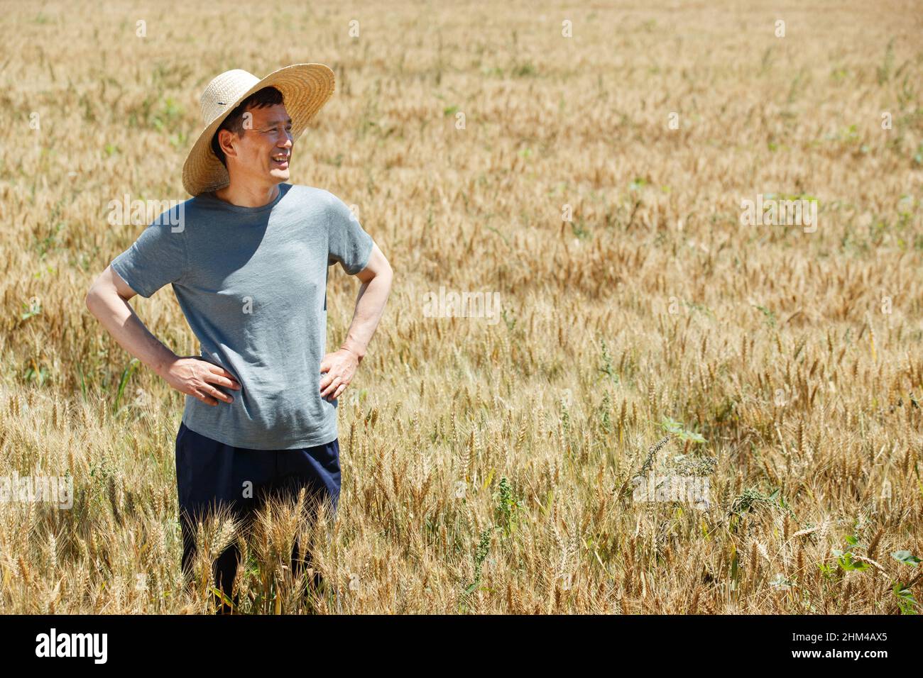 Farmers stand in wheat fields Stock Photo - Alamy
