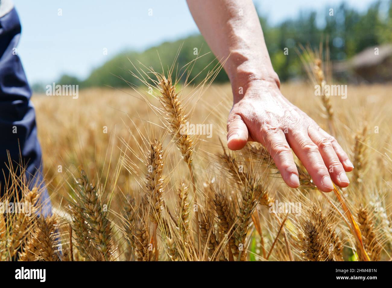 Farmers in the catcher in light fondle grain Stock Photo - Alamy