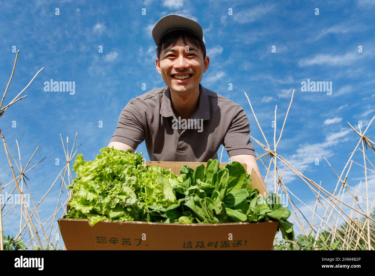 Vegetable patch with the Courier of fresh vegetables Stock Photo - Alamy