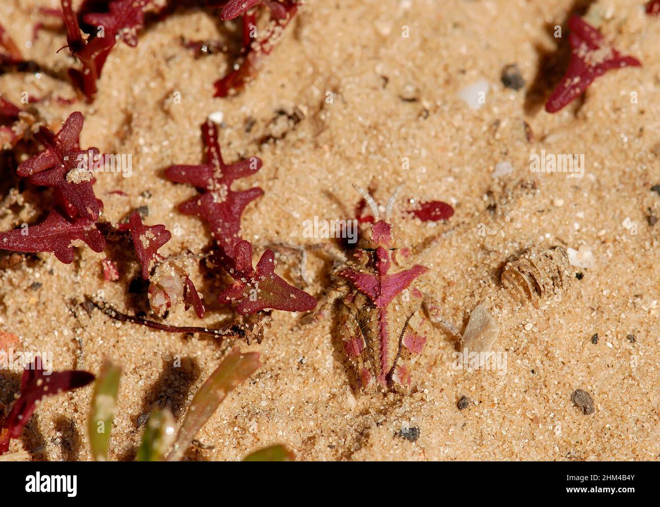 Camouflage insect hi-res stock photography and images - Alamy