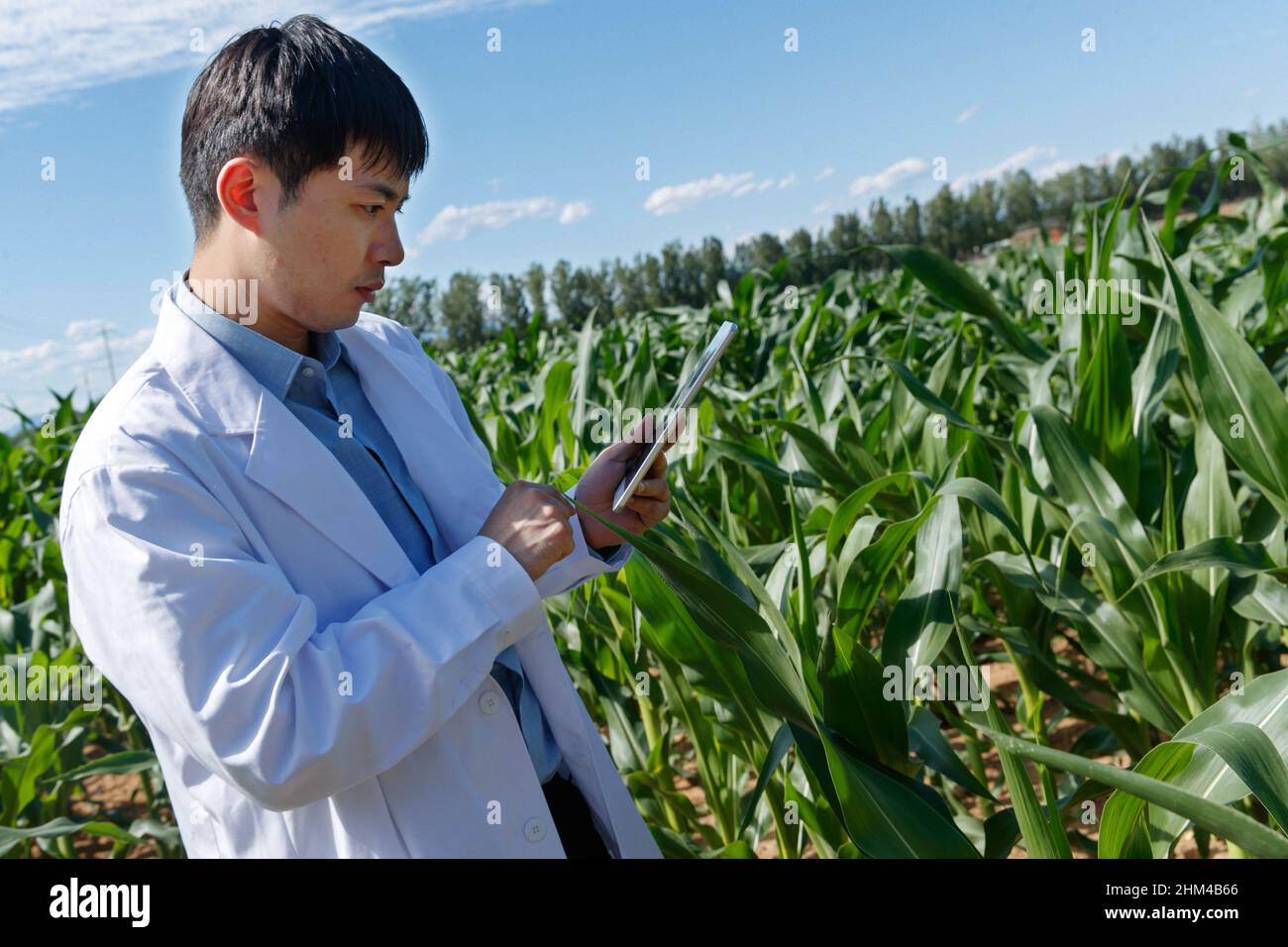 Researchers to study in the corn field Stock Photo - Alamy