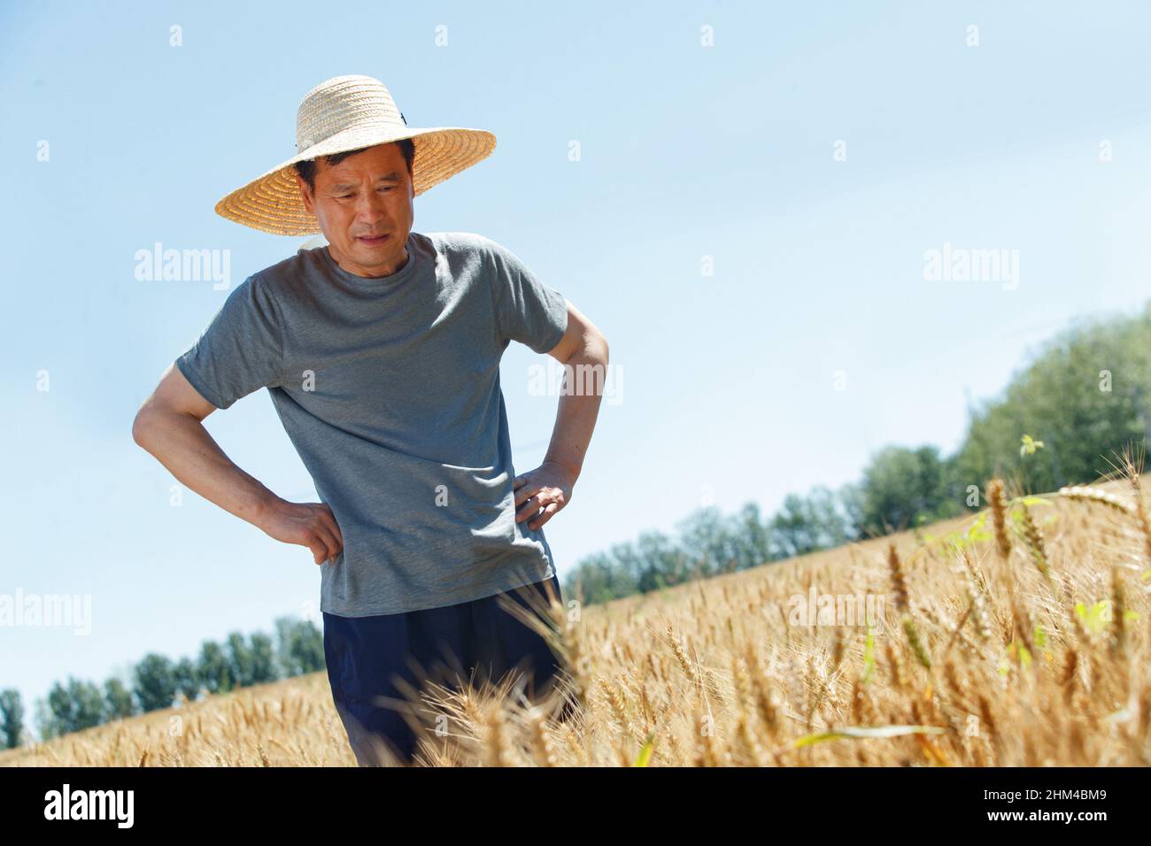 Indian farmer standing looking sky hi-res stock photography and images - Alamy