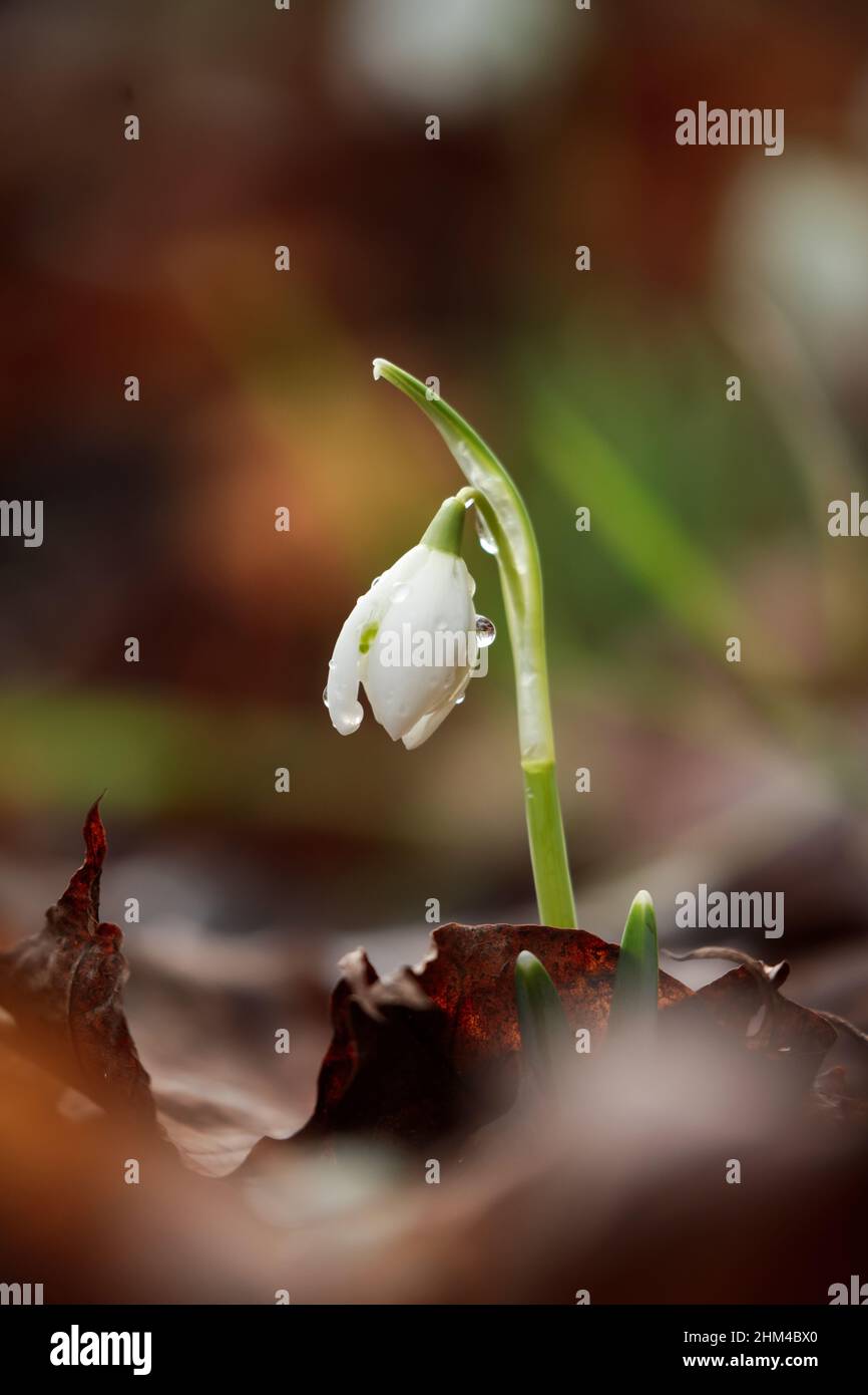 Ground Level View Of Snowdrop High Resolution Stock Photography and ...