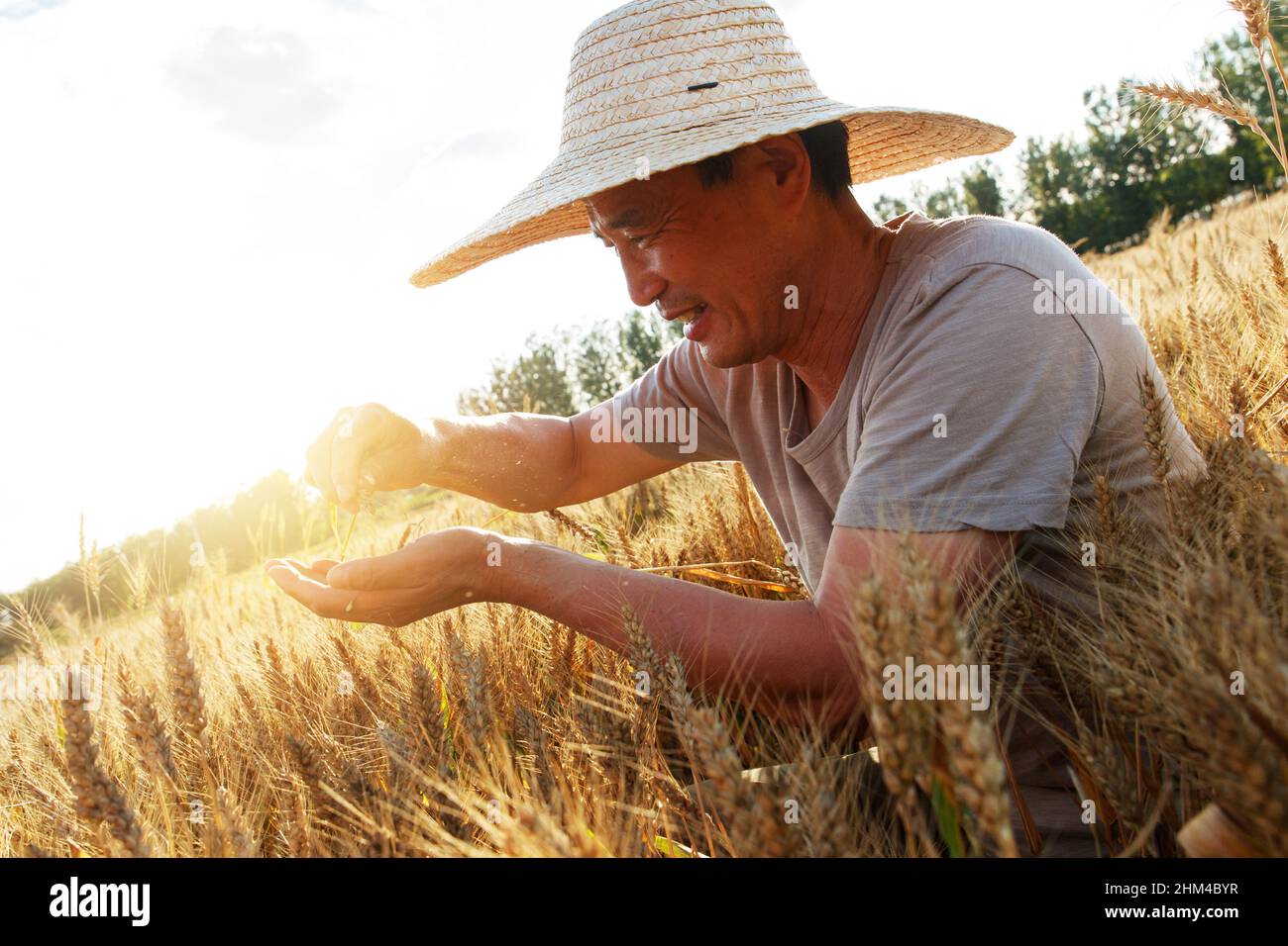 Crop of hands hold rice farmers Stock Photo - Alamy