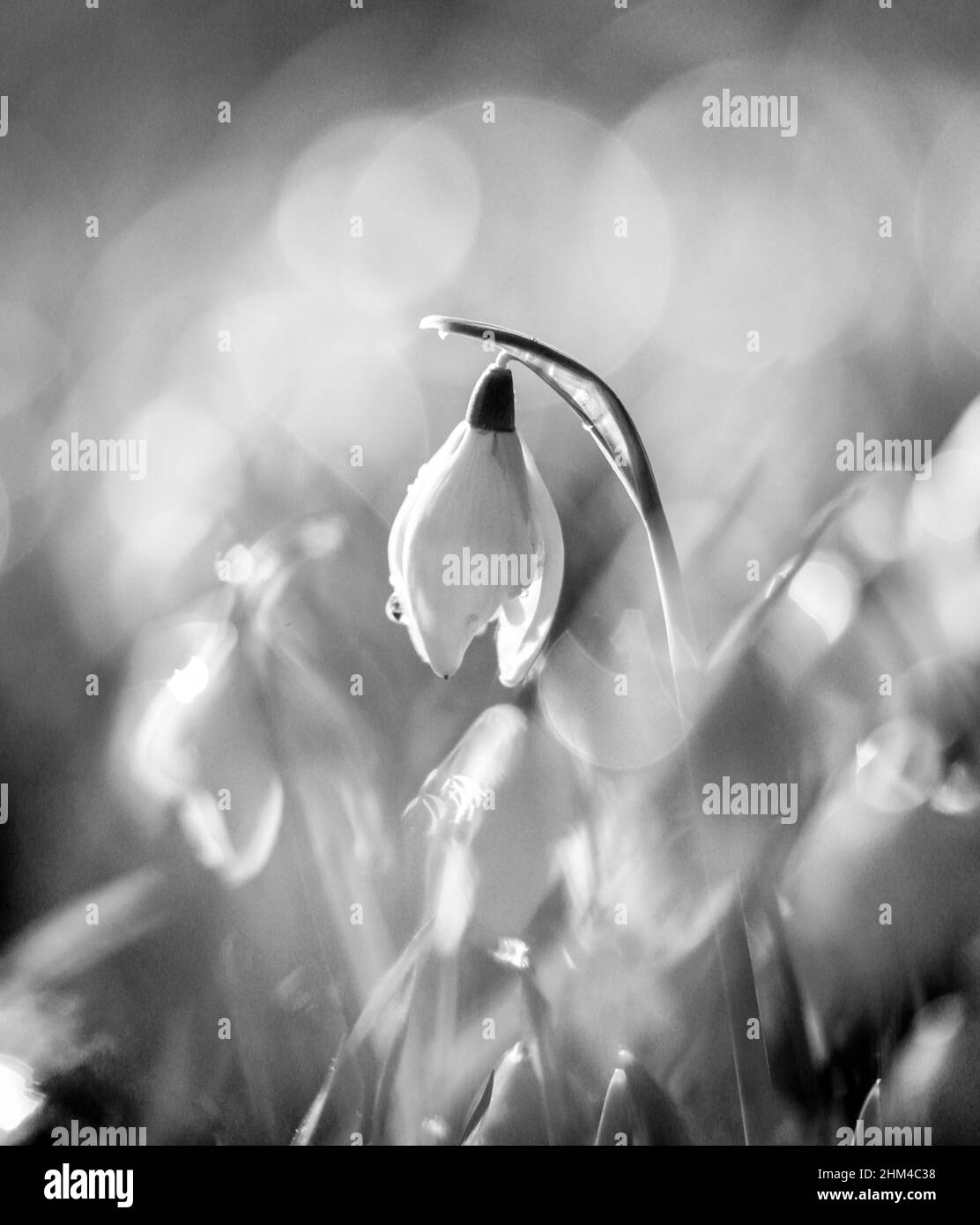 Snowdrop on black background Black and White Stock Photos & Images - Alamy