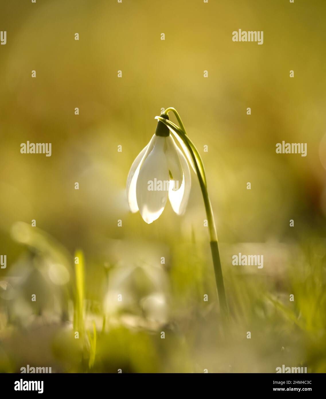 Ground Level View Of Snowdrop High Resolution Stock Photography and ...