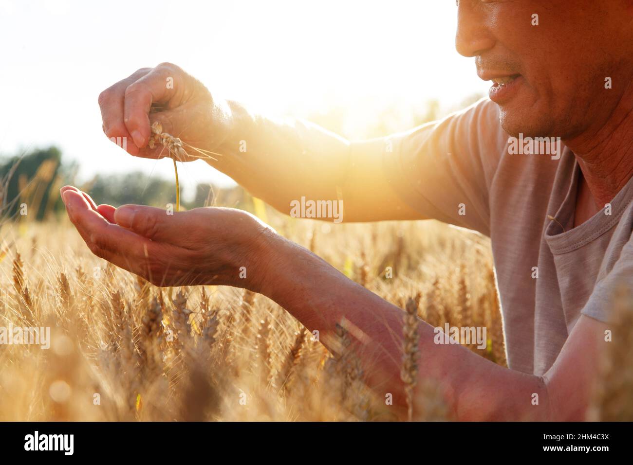 Crop of hands hold rice farmers Stock Photo - Alamy