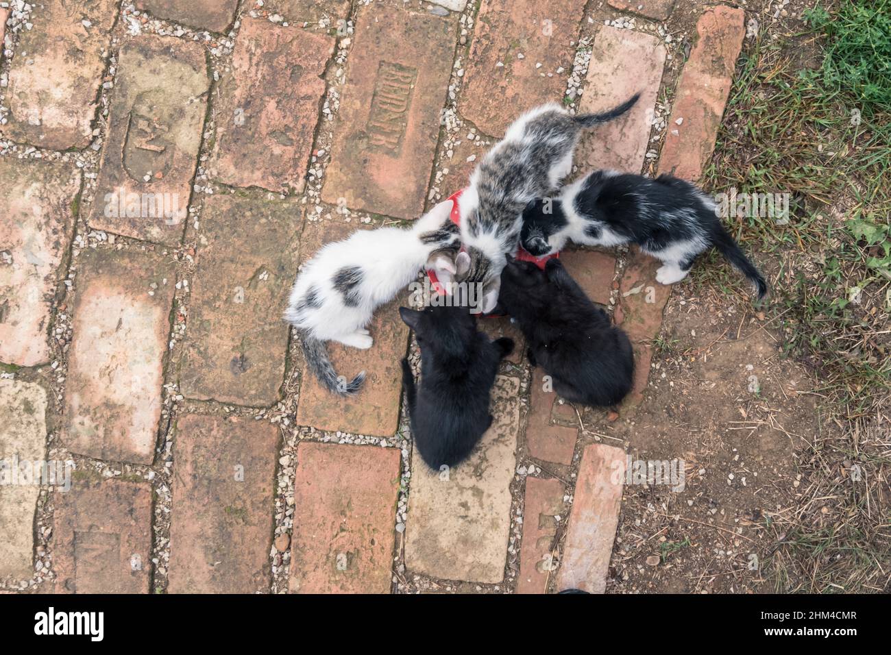 group of cute little cat pet eating together Stock Photo - Alamy