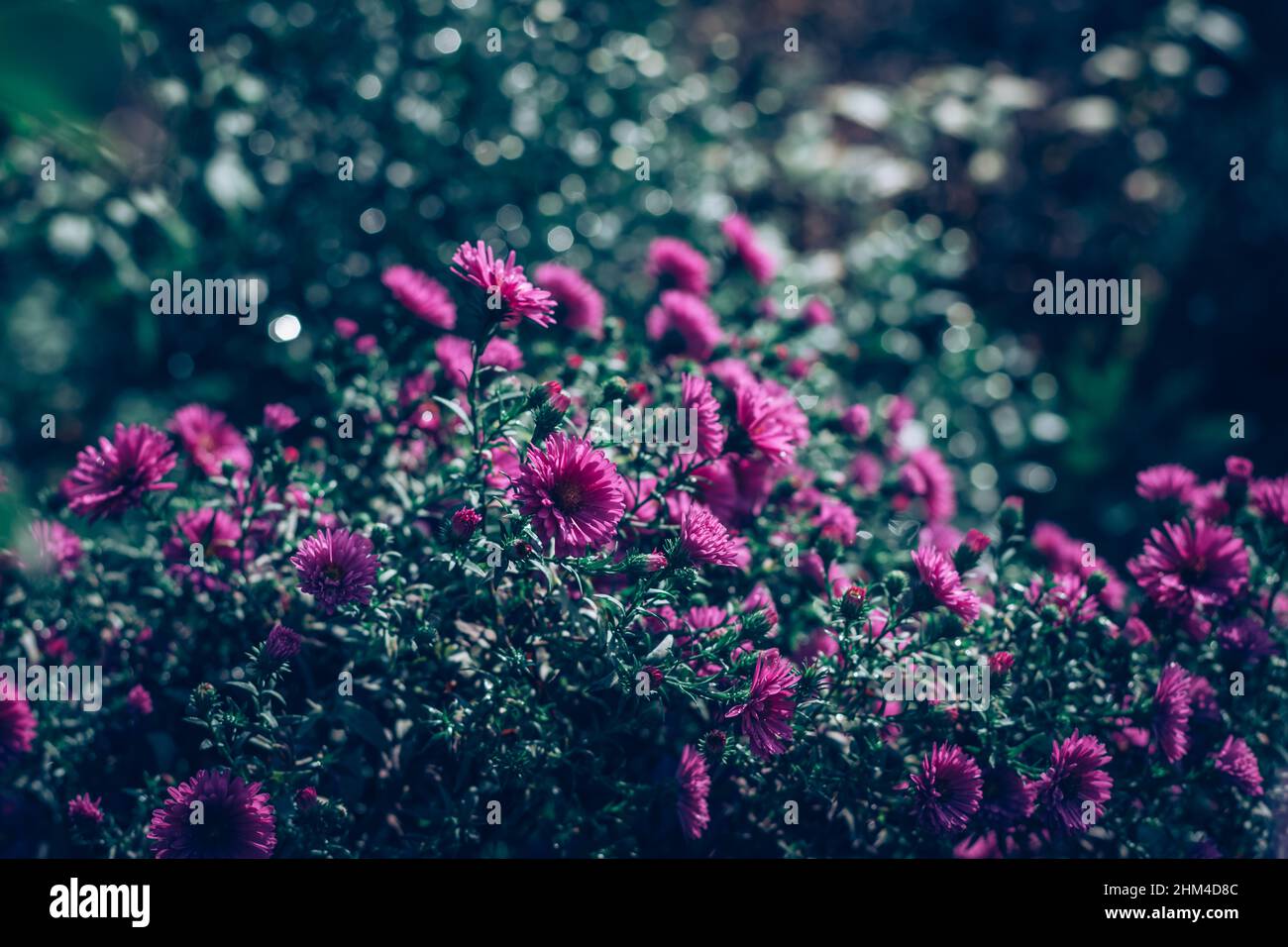 Astra purple hi-res stock photography and images - Alamy