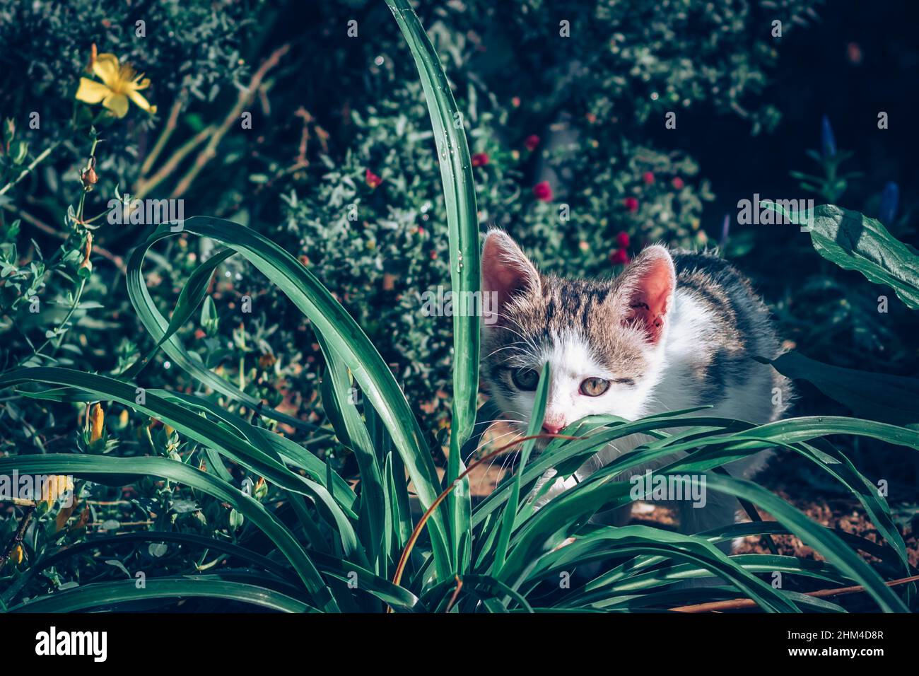 Crawling cat hi-res stock photography and images - Alamy