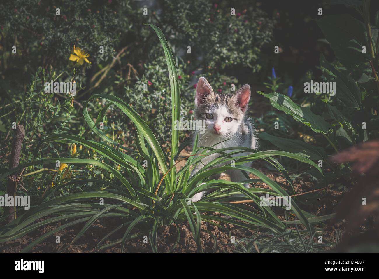 Crawling cat hi-res stock photography and images - Alamy