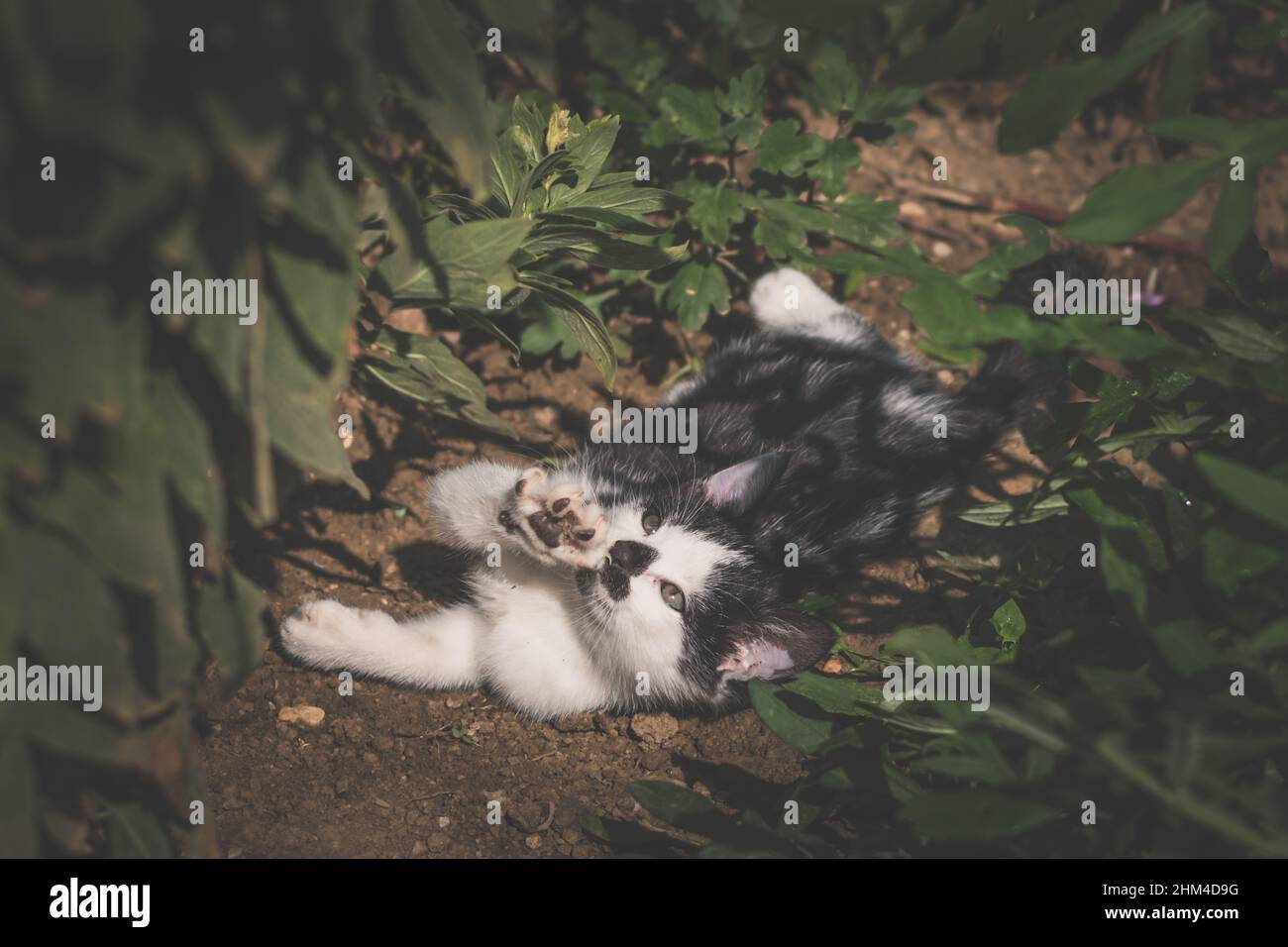 Baby crawling cat hi-res stock photography and images - Alamy