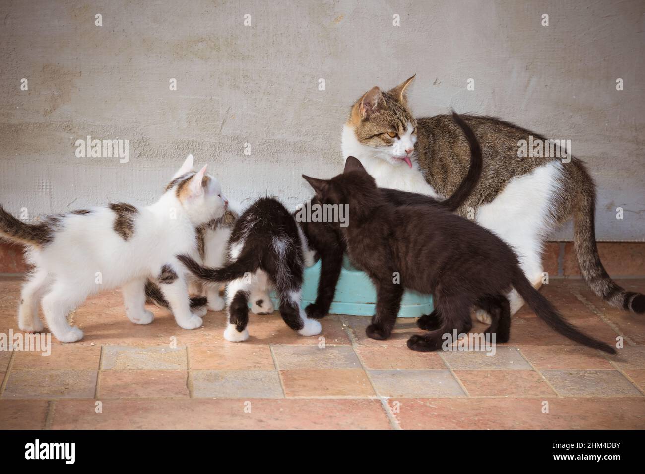 group of domestic cats eating food togehter Stock Photo - Alamy