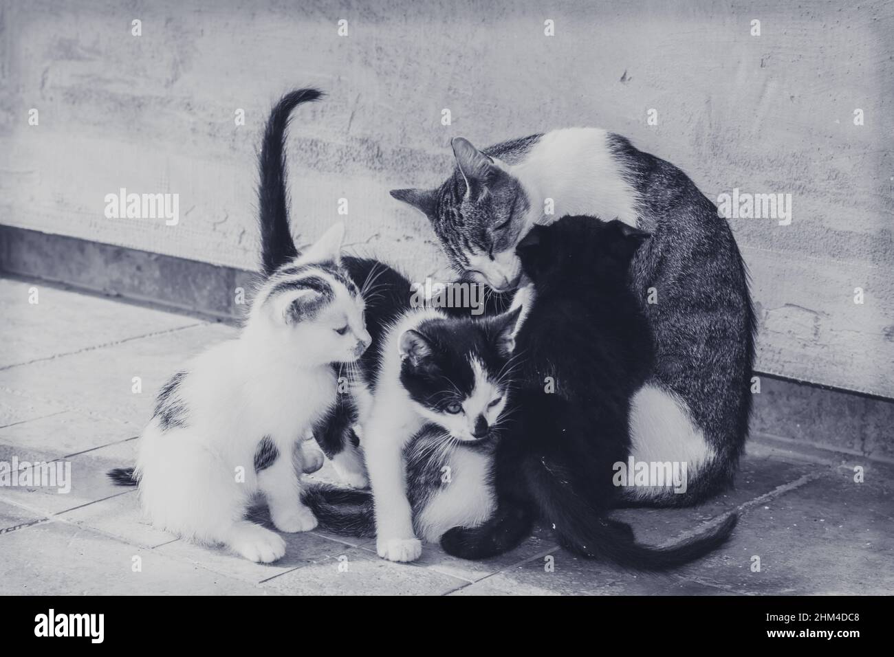 group of domestic cats eating food togehter Stock Photo - Alamy