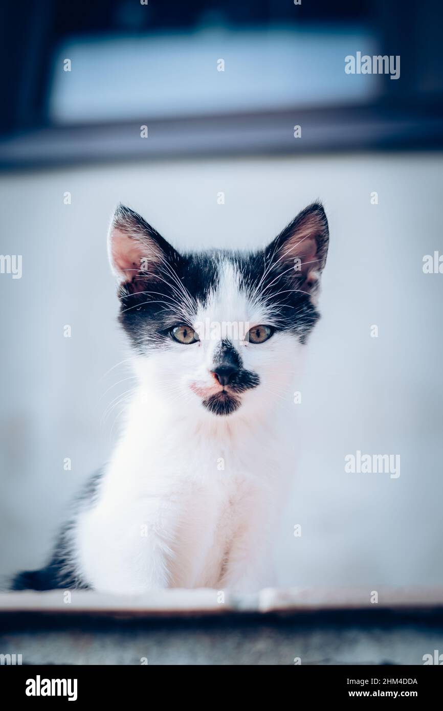 Adorable cute cat hi-res stock photography and images - Alamy