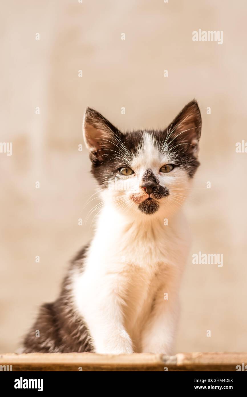 adorable cute cat baby portrait Stock Photo - Alamy
