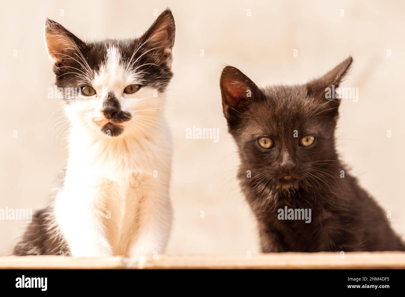 two adorable cute cat baby portrait Stock Photo - Alamy