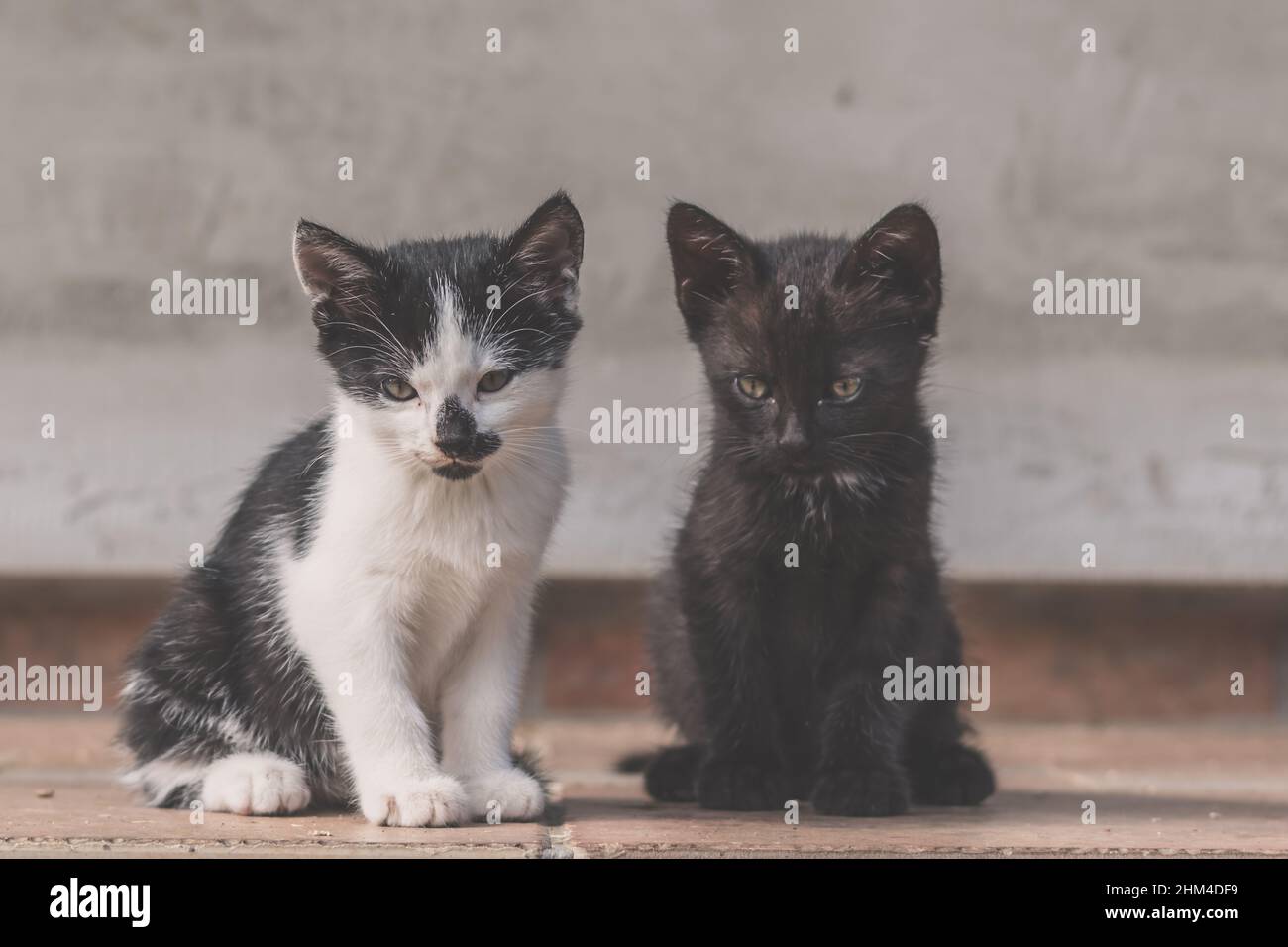 two adorable cute cat baby portrait Stock Photo - Alamy