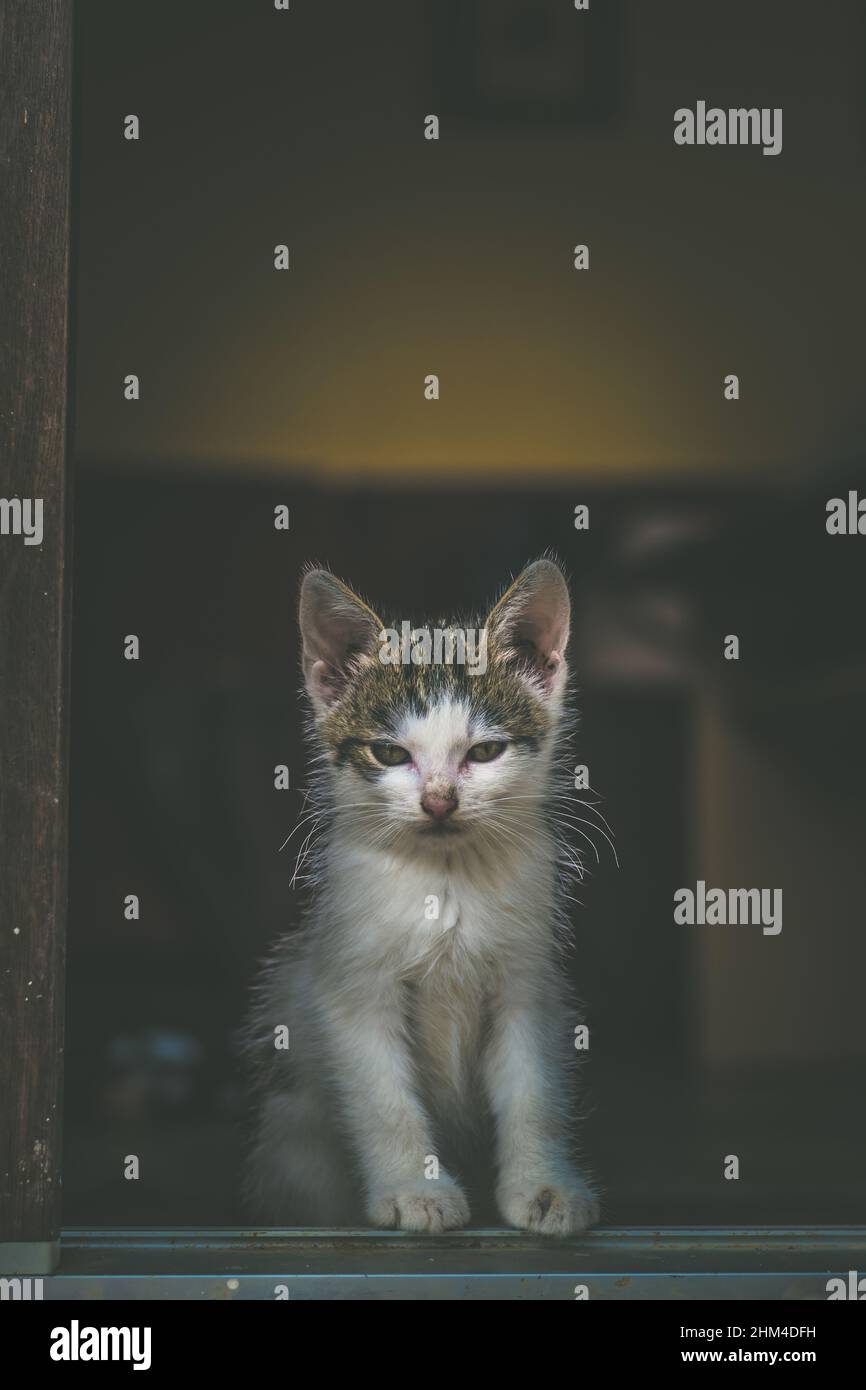 Adorable cute cat hi-res stock photography and images - Alamy