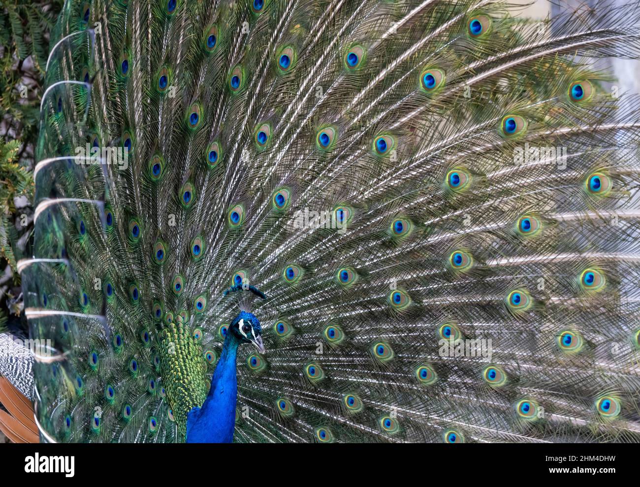 Closeup Image of a peacock dancing with its open feathers Stock Photo ...
